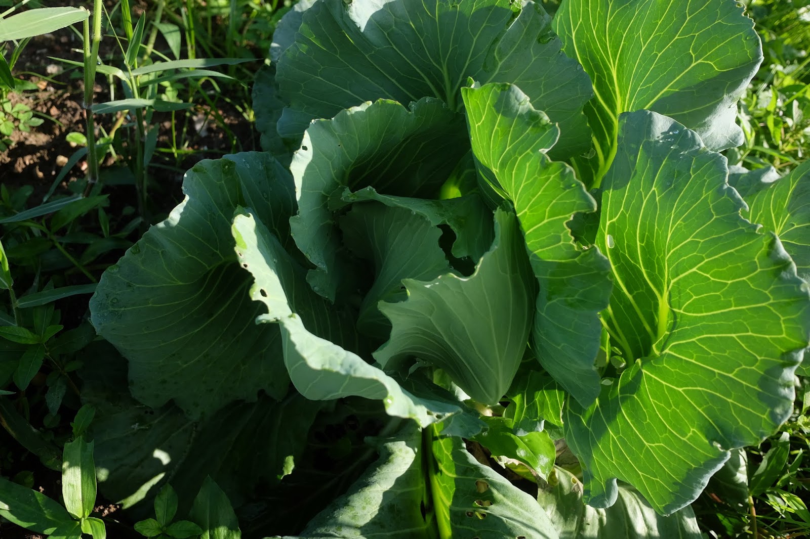 GK ORGANIC FARM with Tai's Choice ...as nature intended: Fresh Produces