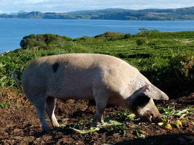 A Kilchoan Diary: It's a Pig's Life