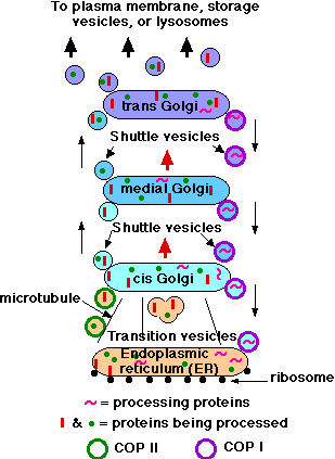 A Biologia da Célula: Complexo Golgiense