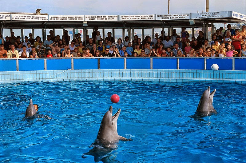 Delfinario en Italia cierra sus puertas para siempre - Seamos Mas ...
