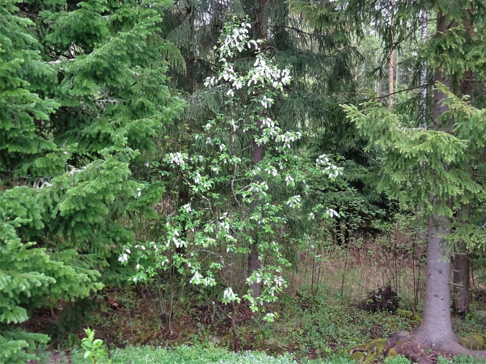 Hiidenkiven puutarhassa: Tulput pulassa