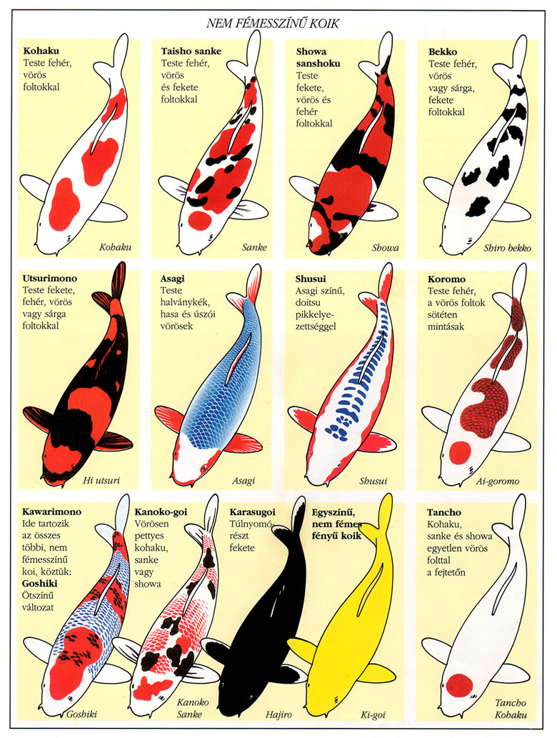 Perikanan Kota Mataram: Jenis-jenis Ikan KOI