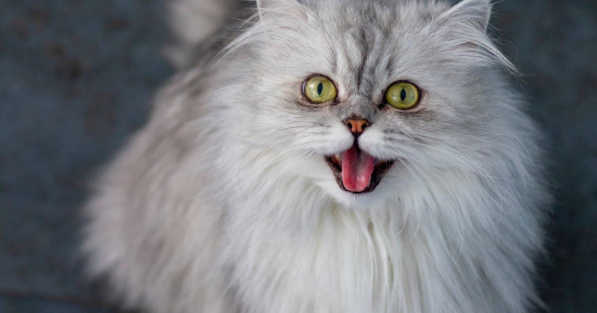 Kucing Turkish Angora (Ankara, Turkey) | meotuna