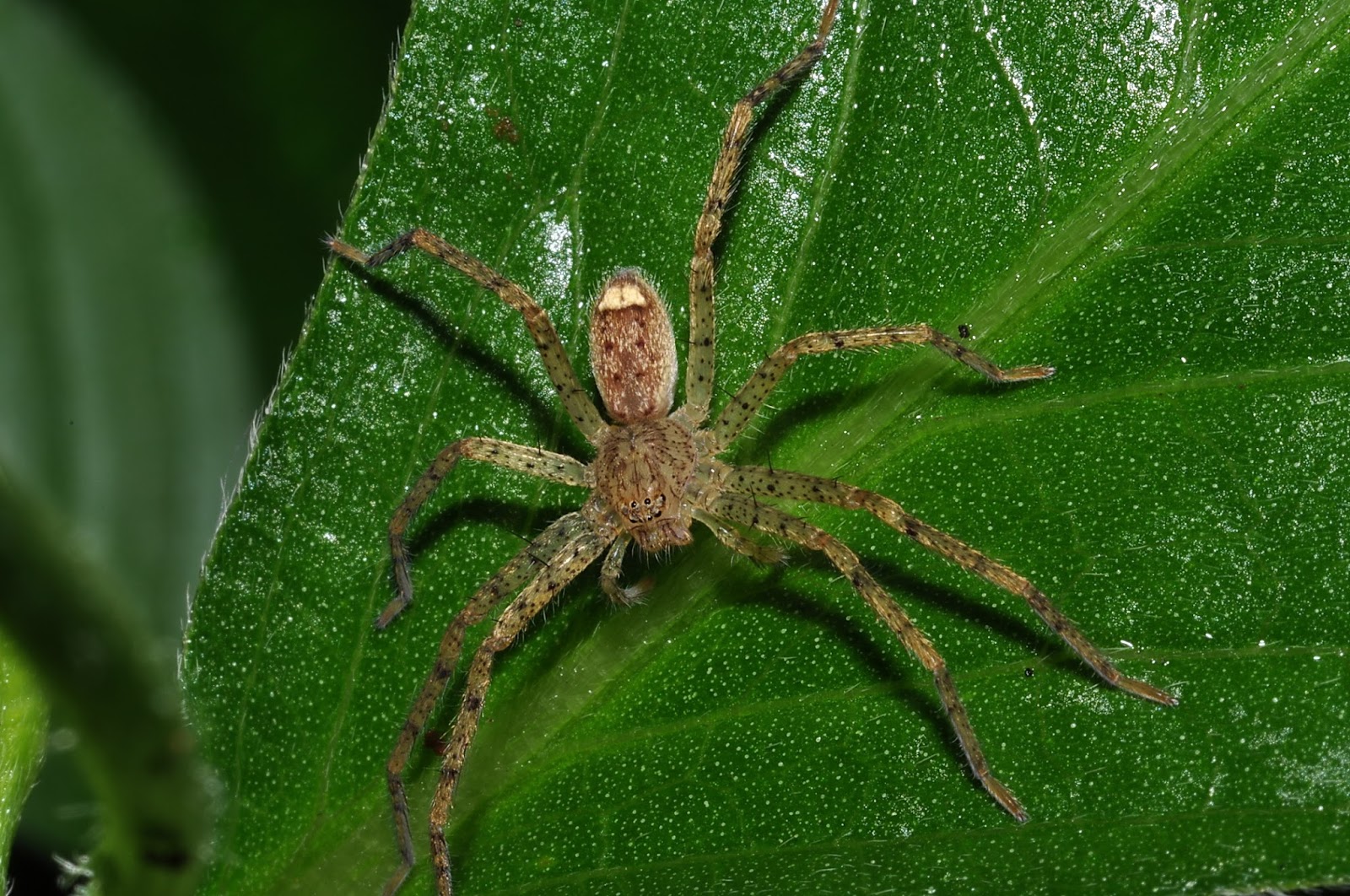 Variety of Life: Pseudopoda