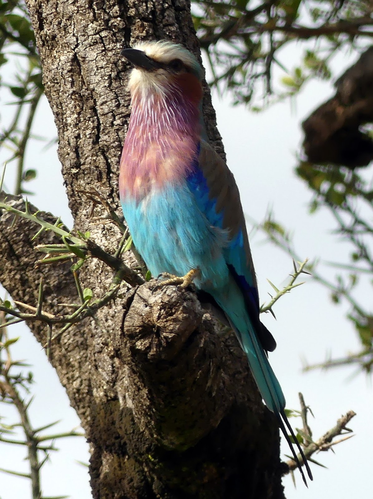 Taxonomía Chordata: Clase Aves Orden Coraciiformes, Cuculiformes ...
