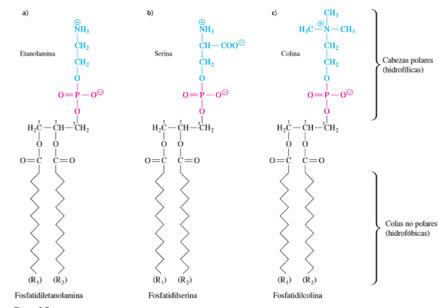 Bioquimica : Lipidos y Membranas