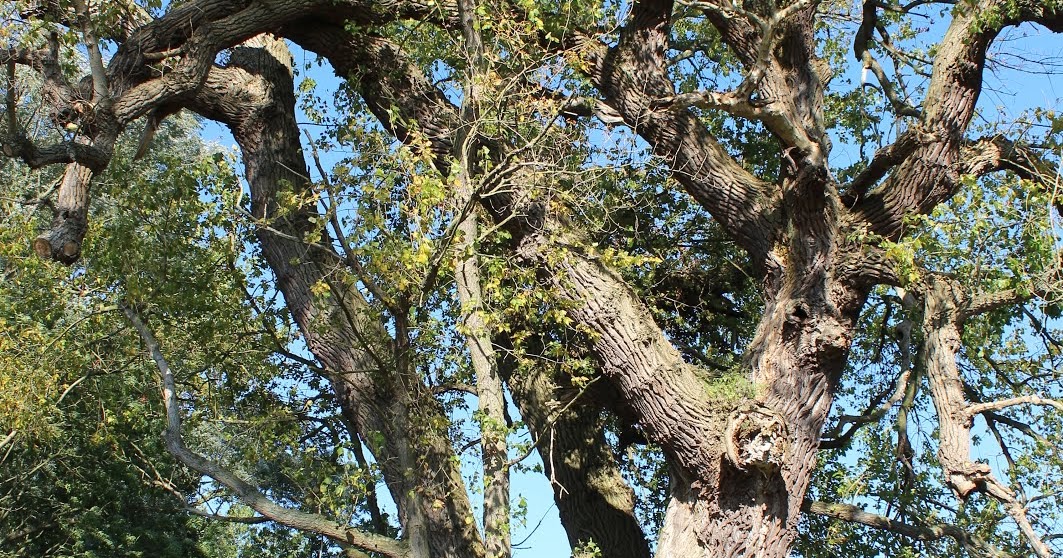 Bomen en Struiken: Zwarte Populier