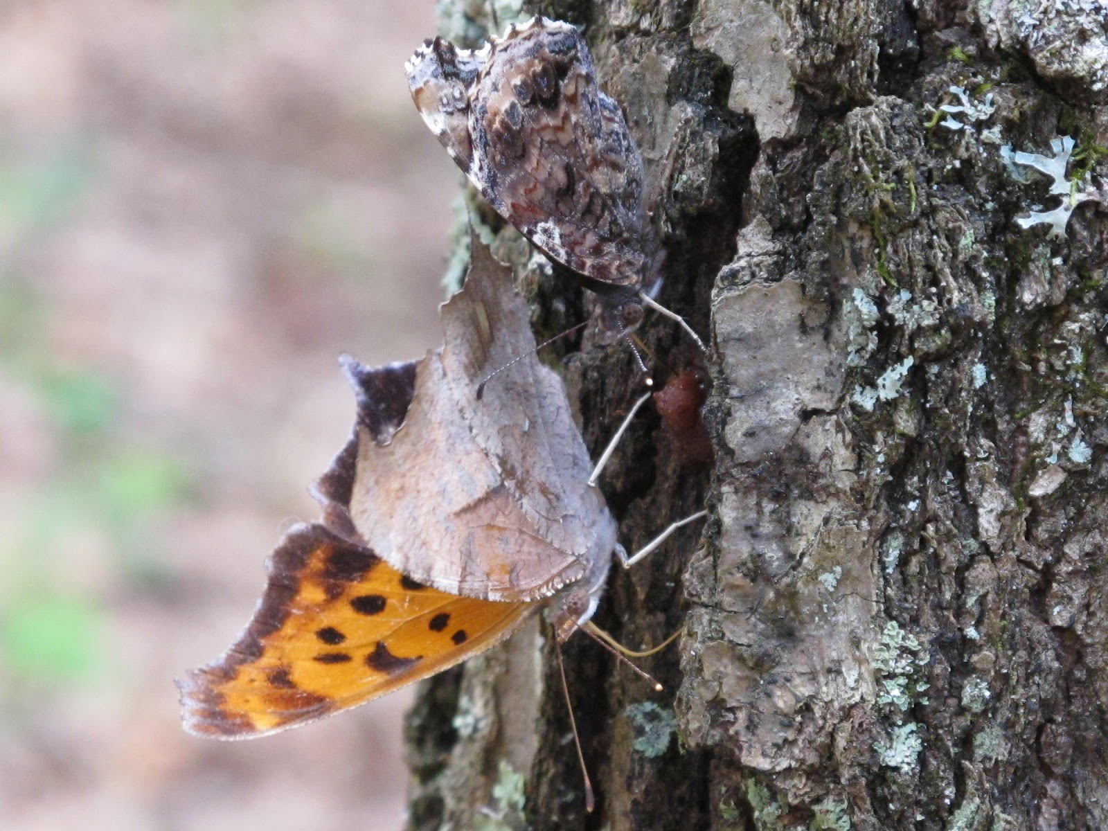 Blue Jay Barrens: Butterfly Tree