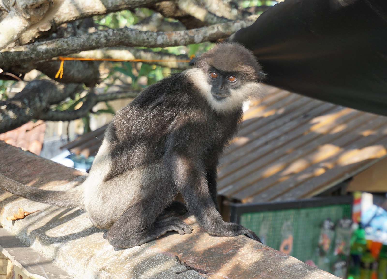 Souvenir Chronicles: SRI LANKA: GALLE AND THE JOURNEY HOME