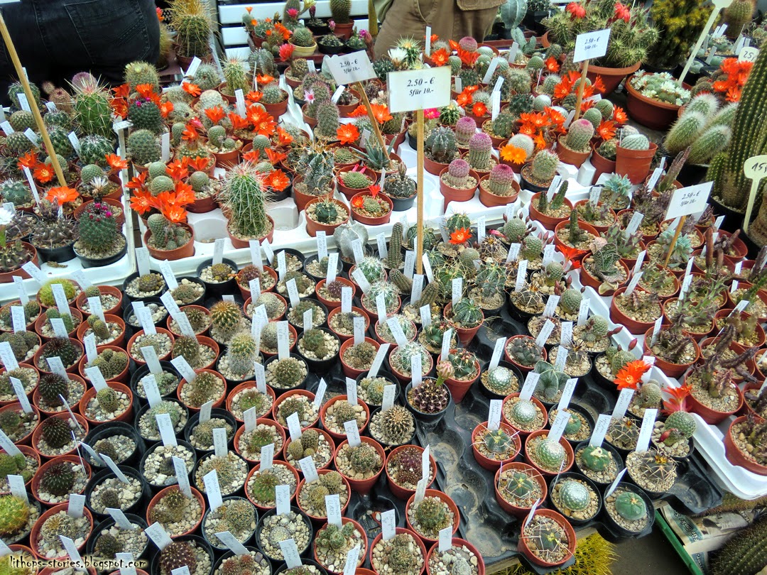 Lithops Stories: Cactus & Succulent Market in Essen (33 pics)
