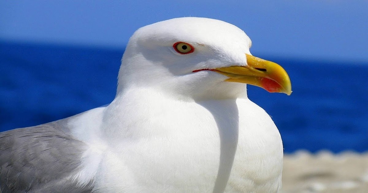 Seagull Wallpaper
