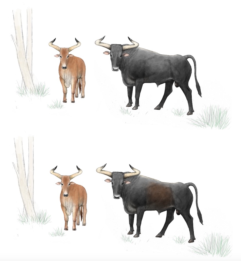 The Breeding-back Blog: The Indian aurochs III