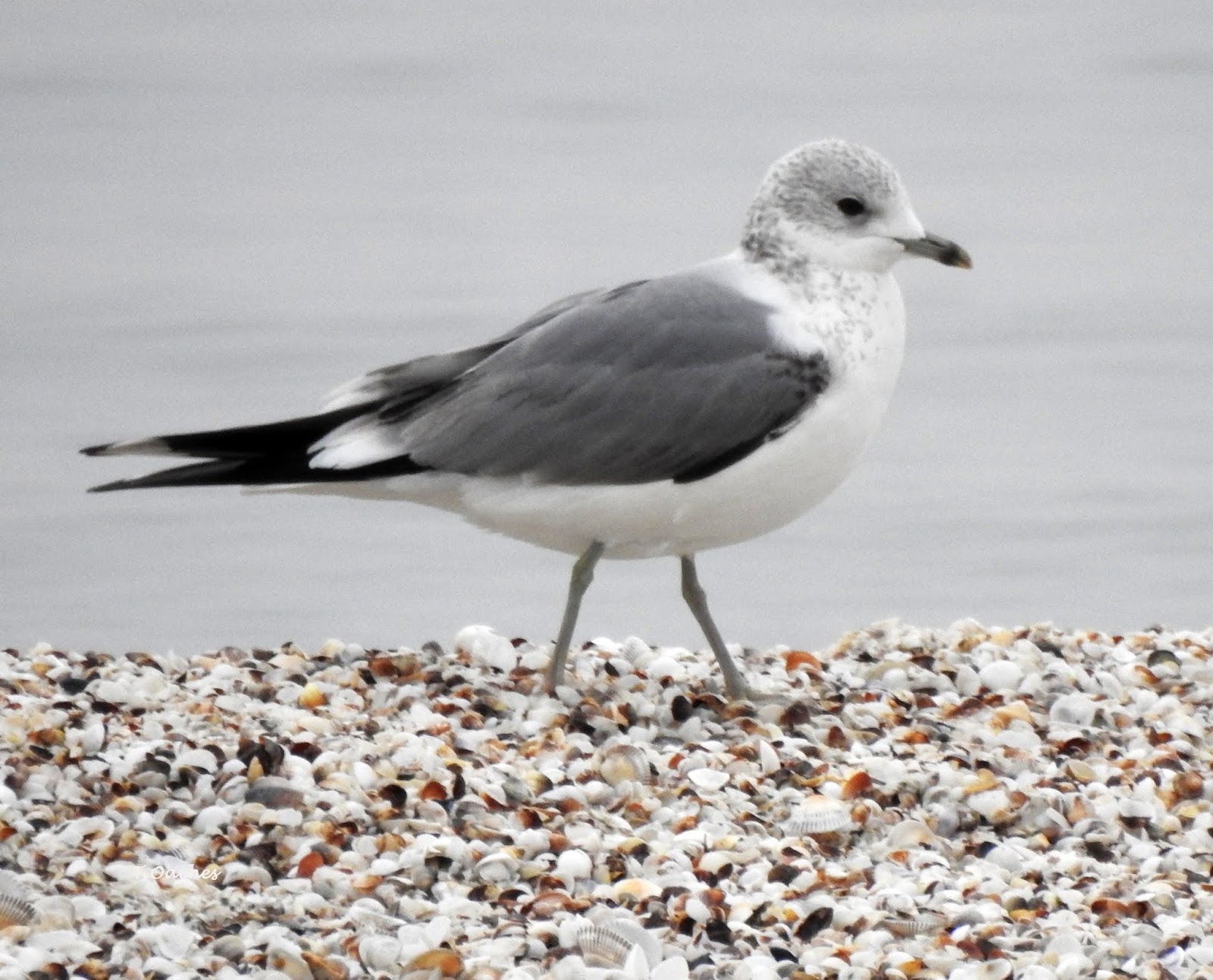 PASARI DIN ROMANIA: PESCARUS SUR, Larus canus