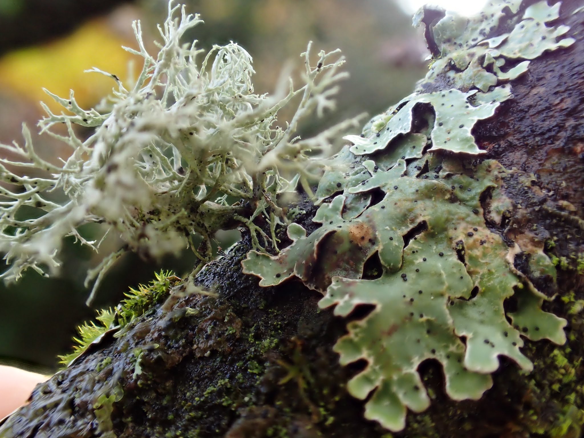The Rainforest Fund Project: Lichens of Low Bentham Churchyard - SD644692