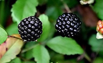 Fruit Names A to Z with Pictures - Informative Talks