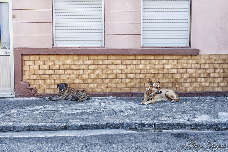 Diário de um Fotógrafo: Animais de Rua