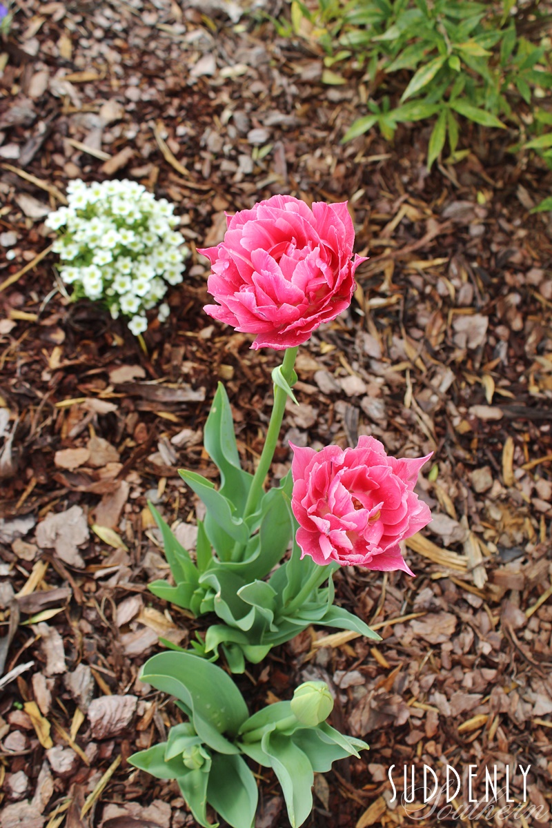 Suddenly Southern : My Favorite Spring Blooming Flower Bulbs...