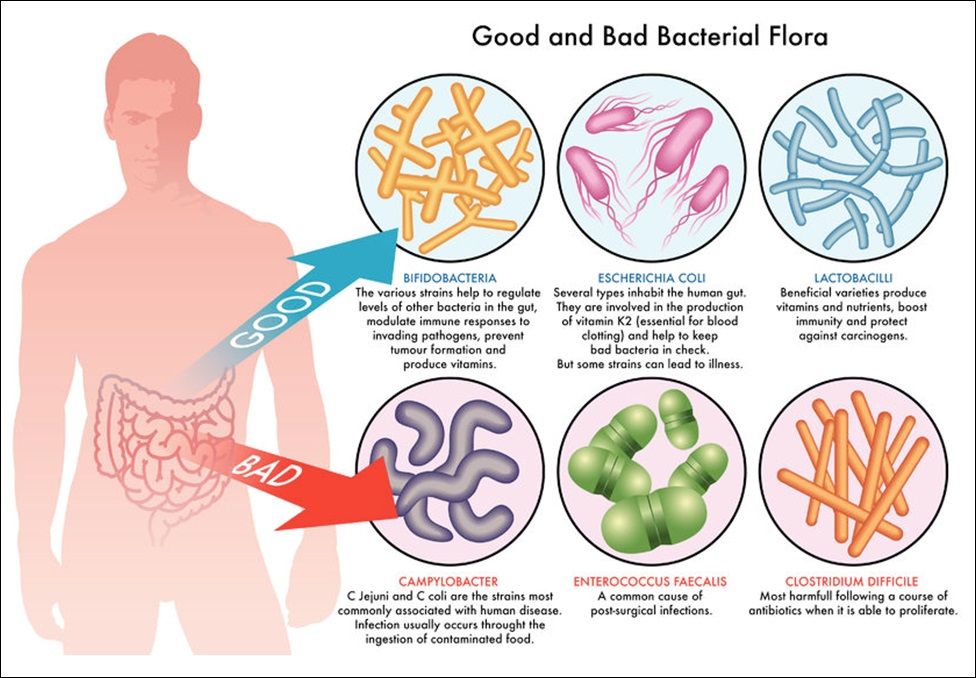 Ketahui Faedah Kesihatan Dengan Probiotik (Bakteria Baik) |MyRokan