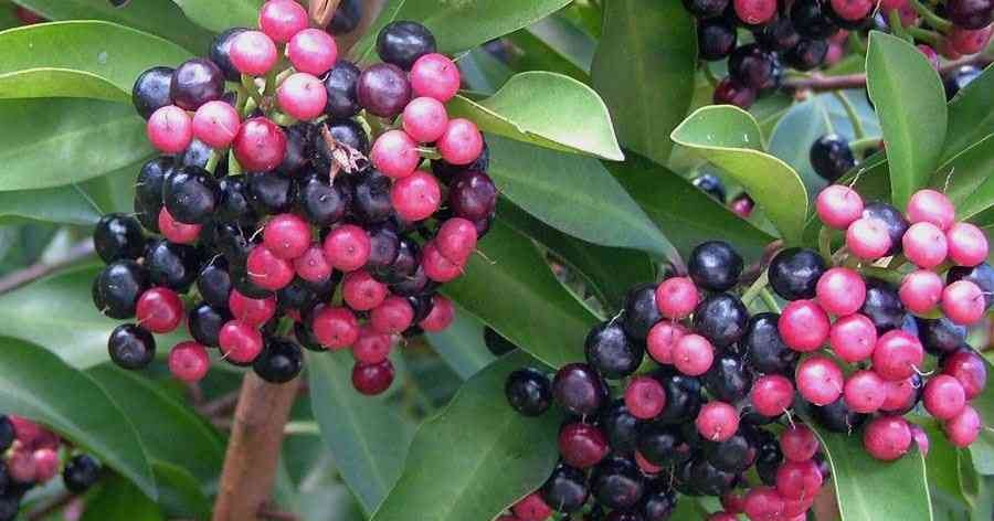 Budidaya Tanaman Pangan: lempeni dan manfaatnya