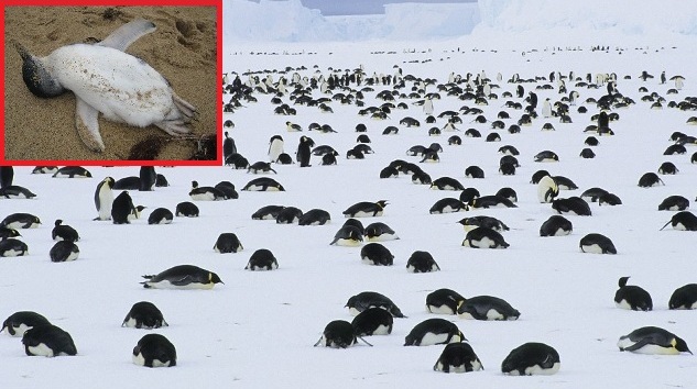 MORE THAN 1000 PENGUINS FOUND DEAD IN ANTARCTICA. THE REASON