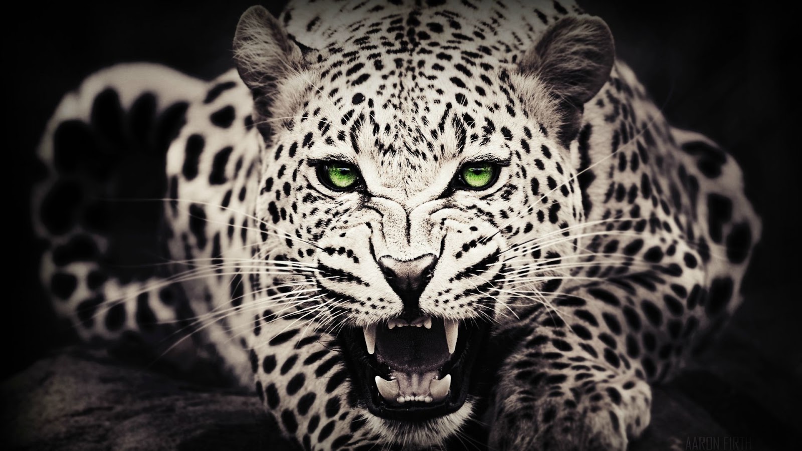 Wallpaper Macan Kemayoran Hd Microsoft Onenote Wallpaper: Free 4k - macan