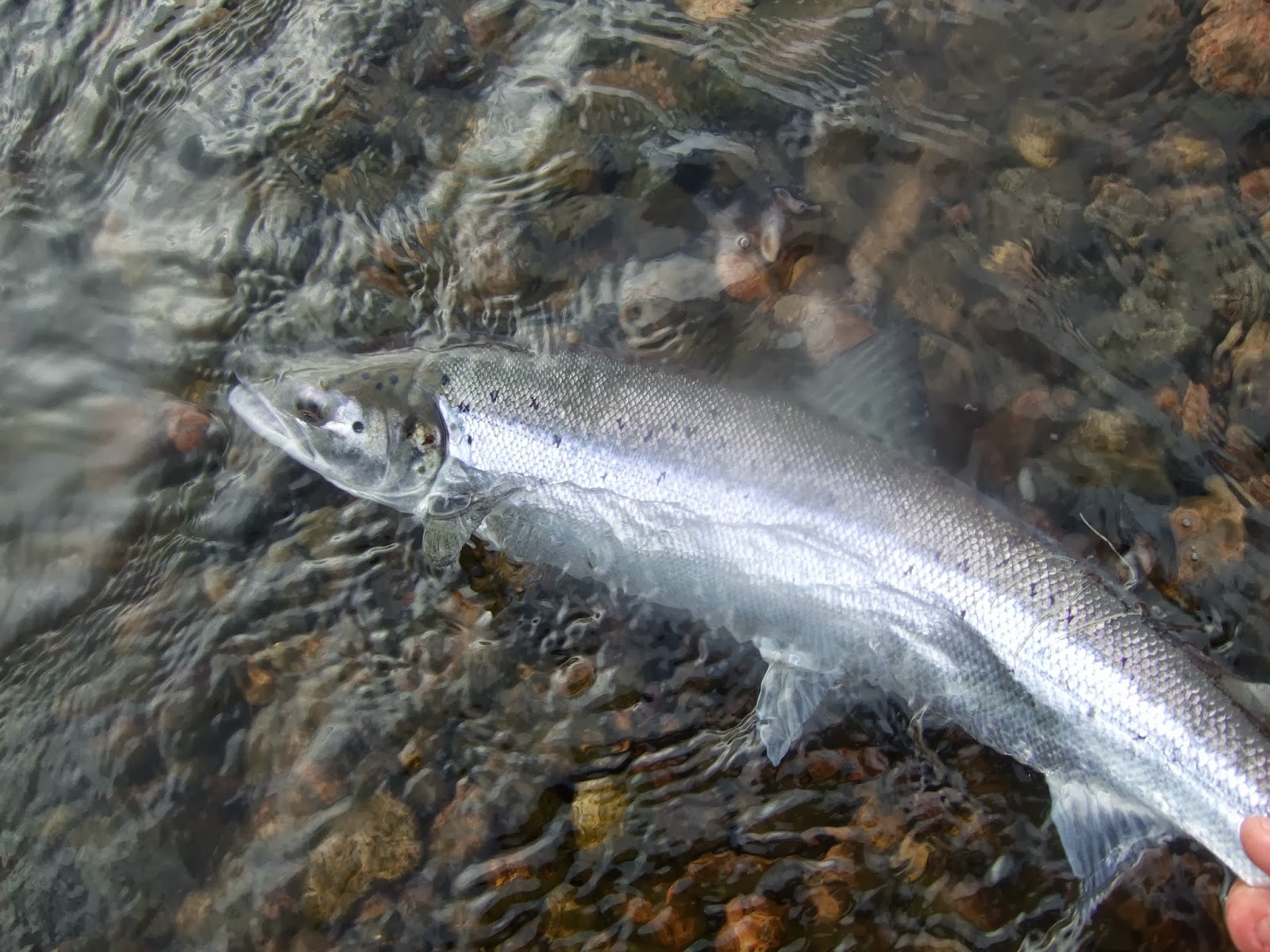 Dee & Don Salmon Fishing: 3 Grilse From The Dee Today