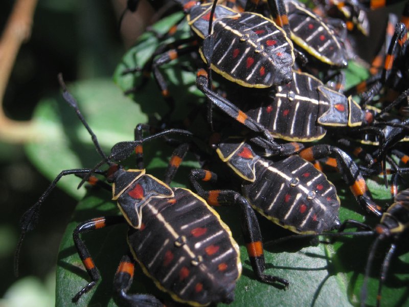 Jehuite: Misterio del Tepozteco