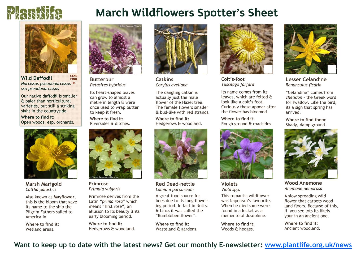 Welcome to the Green Heart Dens blog page.......: March Wildflower ...