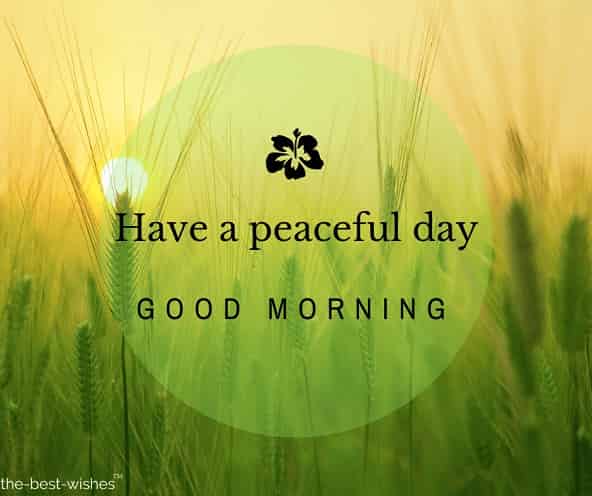 104 Stunning Good Morning Wallpaper HD Images and Greetings