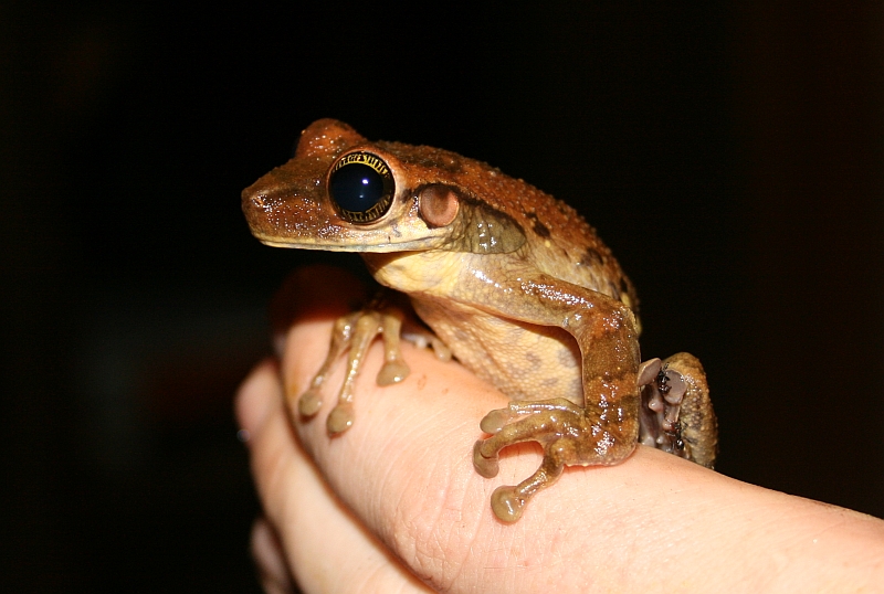 Prantsuse- Guajaana: 13.01.13- 18.01.13