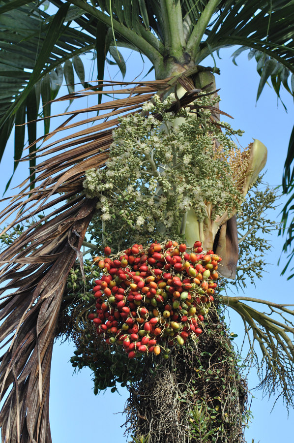 Pálma Oázis: Bactris gasipaes - Pejibaye pálma,barackpálma