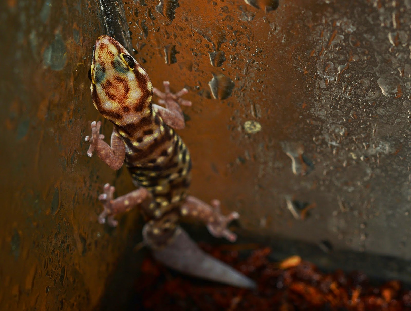 Diaz Lab Reptiles: Geckos
