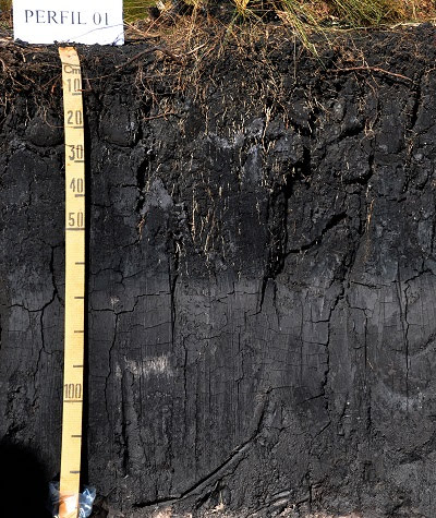 Onde as Plantas Crescem - Organossolos