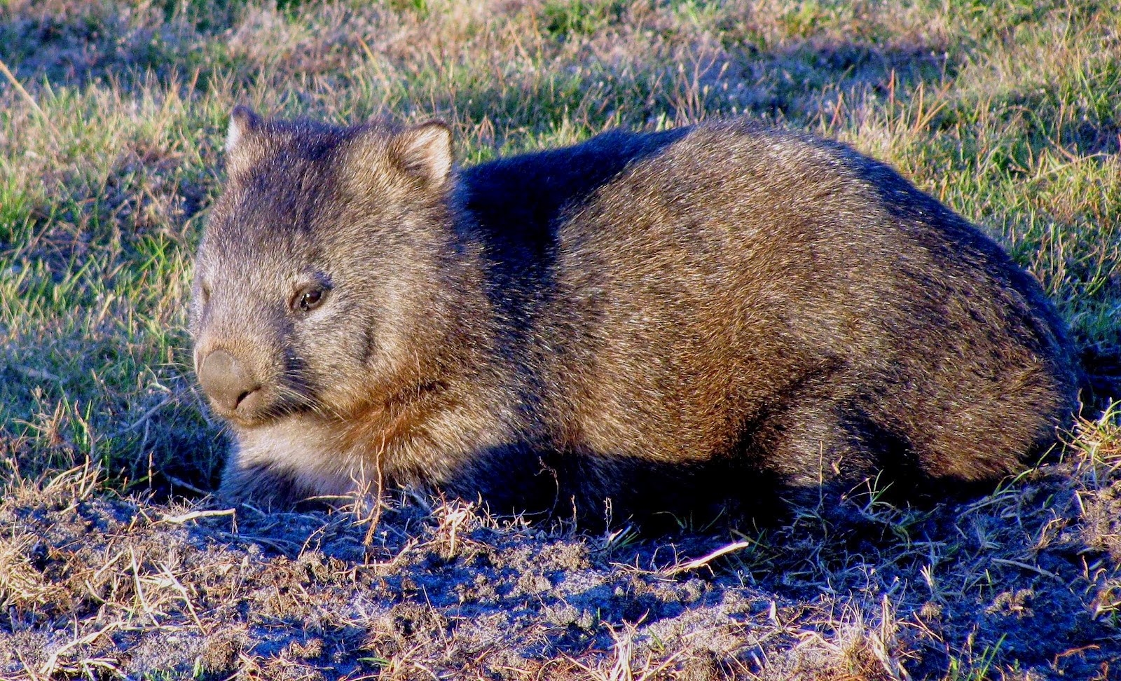 Animals of the world: Nothern hairy nosed wombat