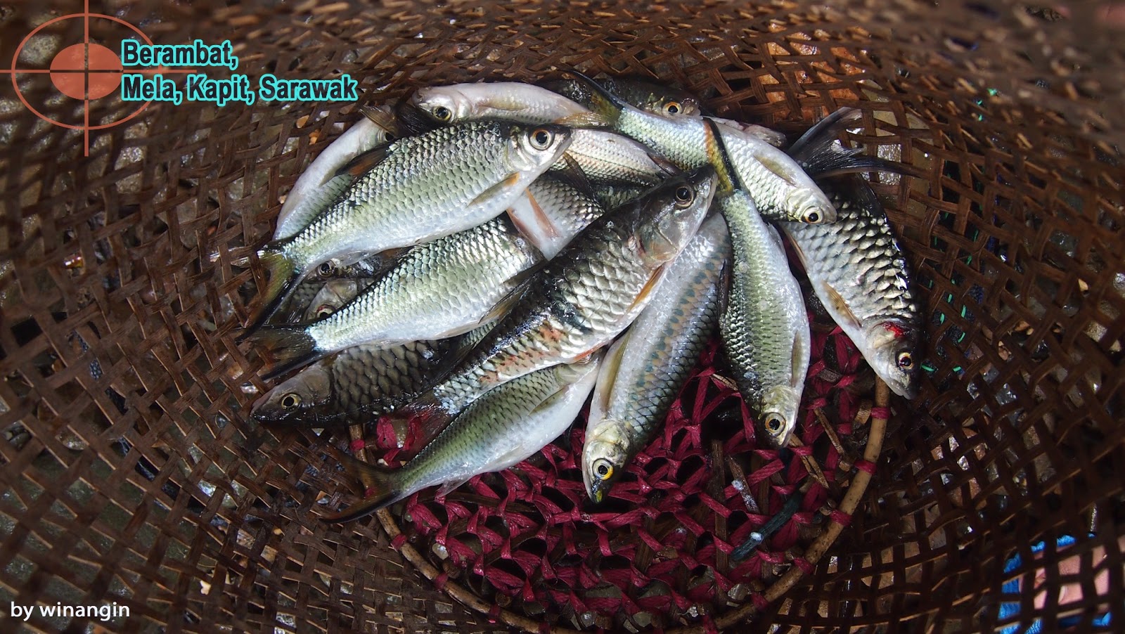 Travel and Walk : Berambat/Trawling Fish At Nanga Mela, Kapit, Sarawak