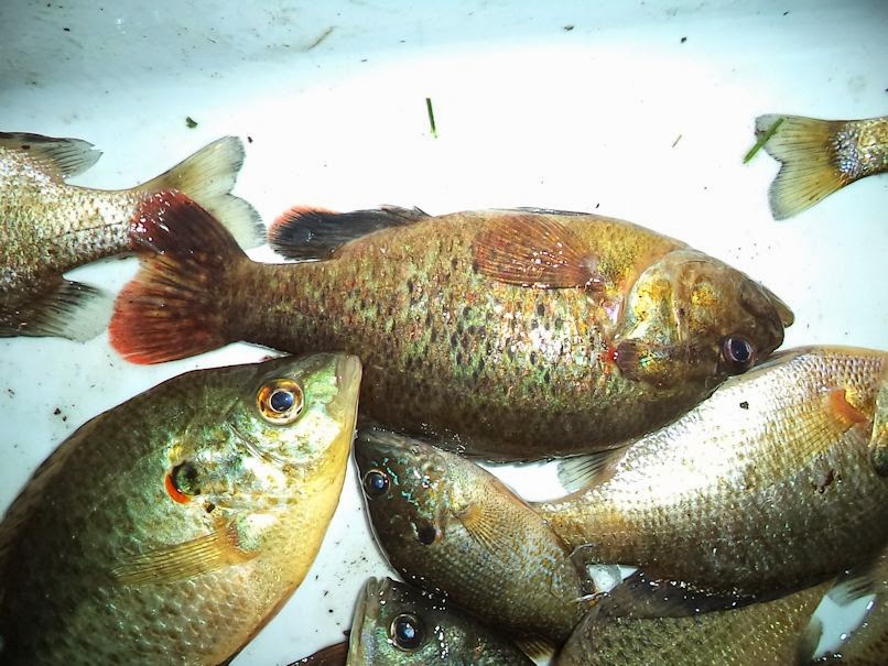 Kent Family Magic Circus Daily Blog: Go Fish!