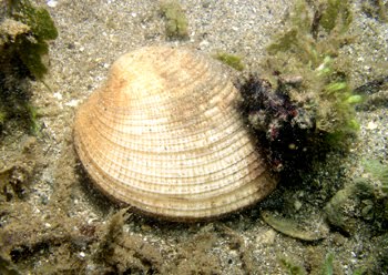 Variety of Life: Periglypta