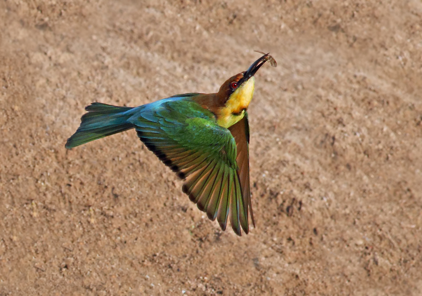 Chestnut-headed Bee-eaters nesting in Penang