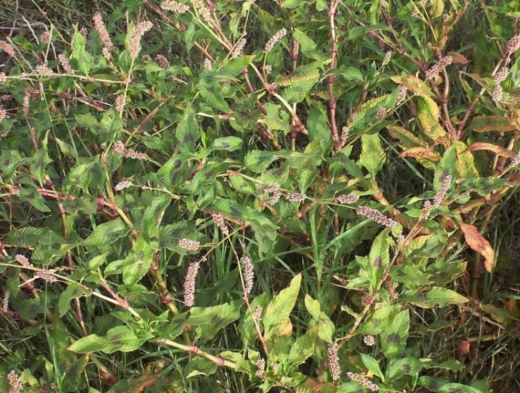 UMBANDA É PAZ E AMOR: PATAKORI OGUM