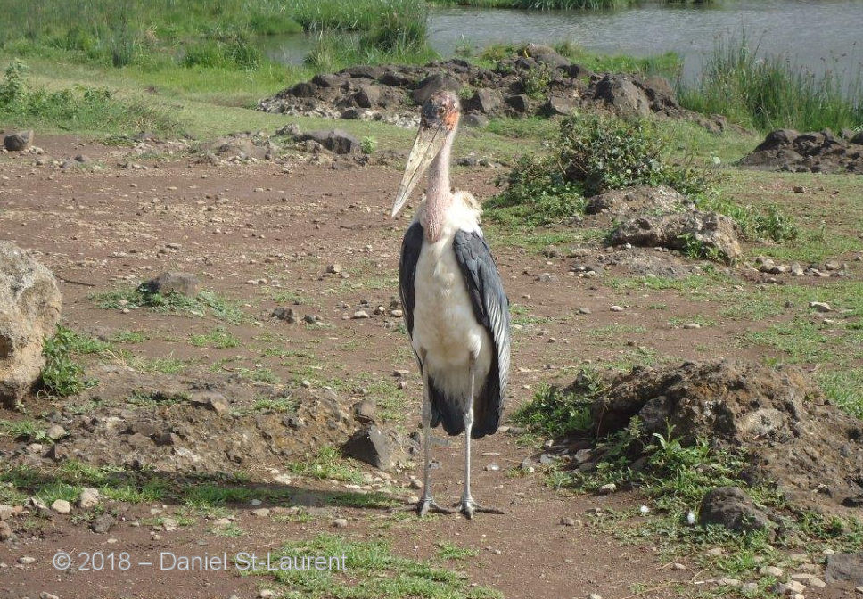 MARABOU STORK