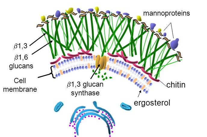 Ciencias de Joseleg: 2 TEGUMENTO EN HONGOS Y OTROS UNICELULARES
