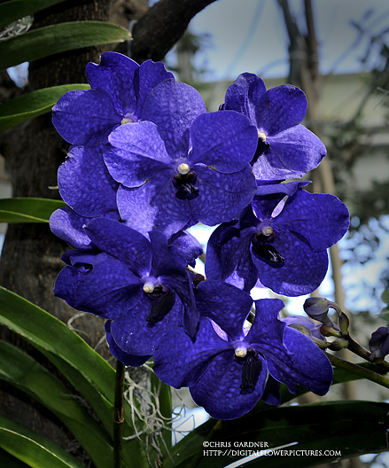 Digital Flower Pictures.com: Vanda Blue Orchid