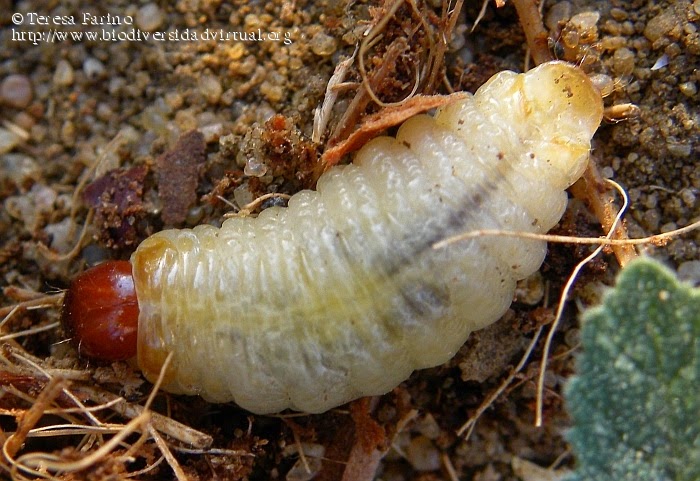 Control de Plagas en Sanidad Ambiental: El picudo rojo Rhynchophorus ...