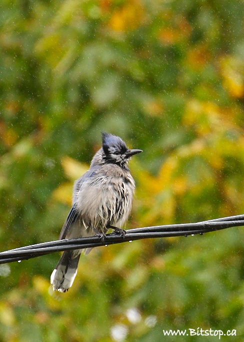 Bitstop: Blue Jays in the Rain