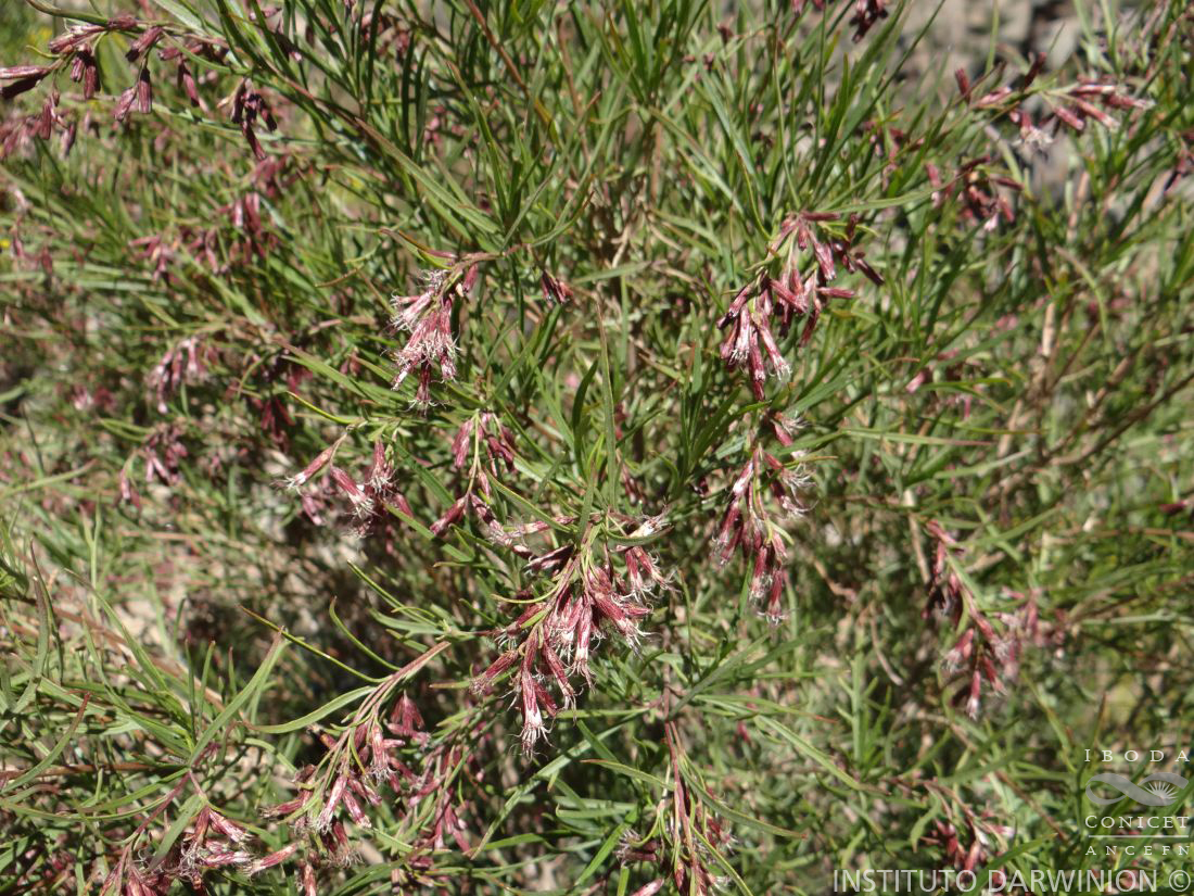 Argentina nativa: Chilca (Acanthostyles buniifolius)