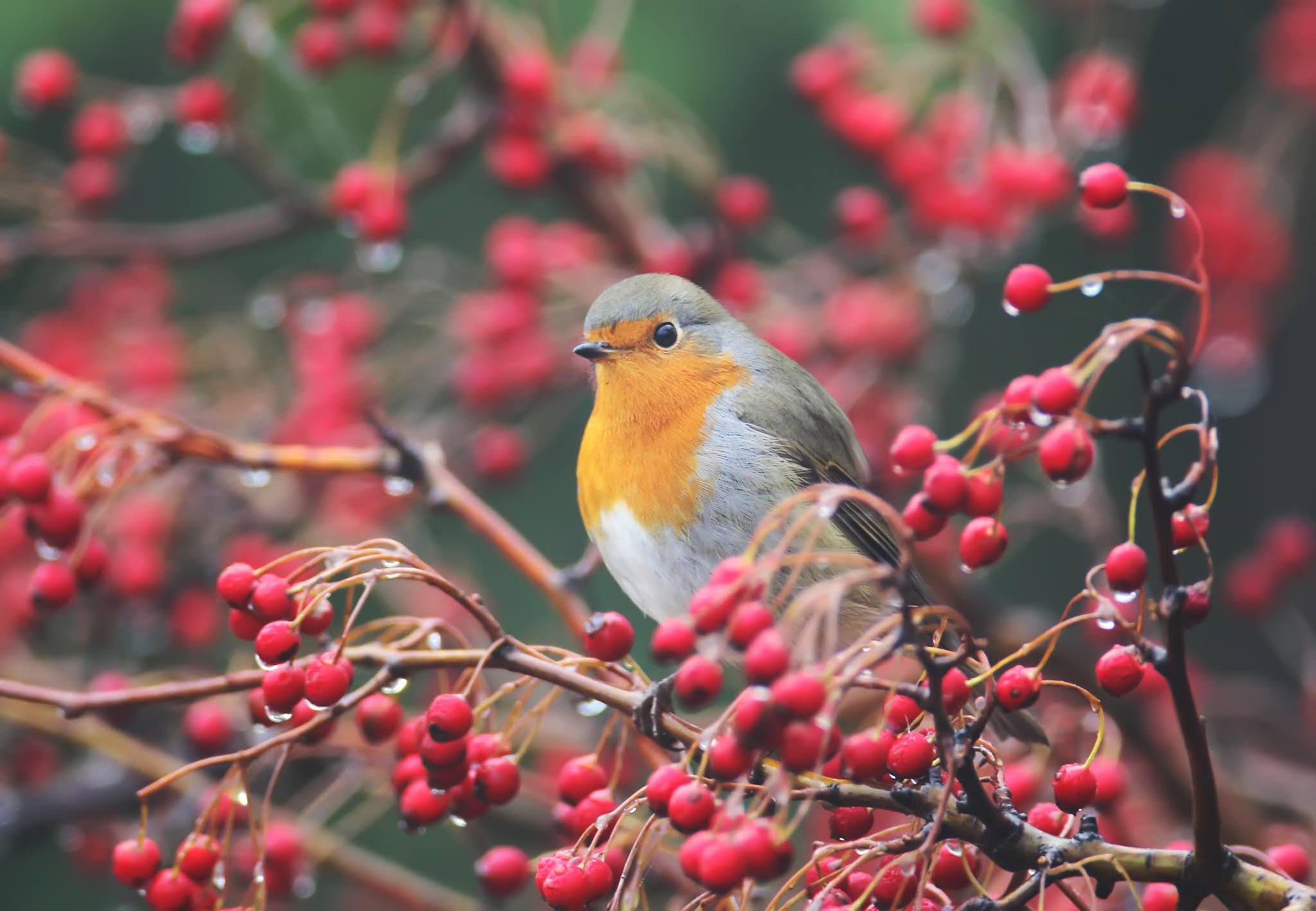 How to Help the Birds in Autumn and Winter