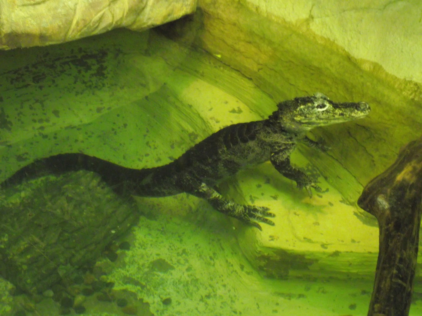 Animal Unique Beautiful: Chinese Alligator
