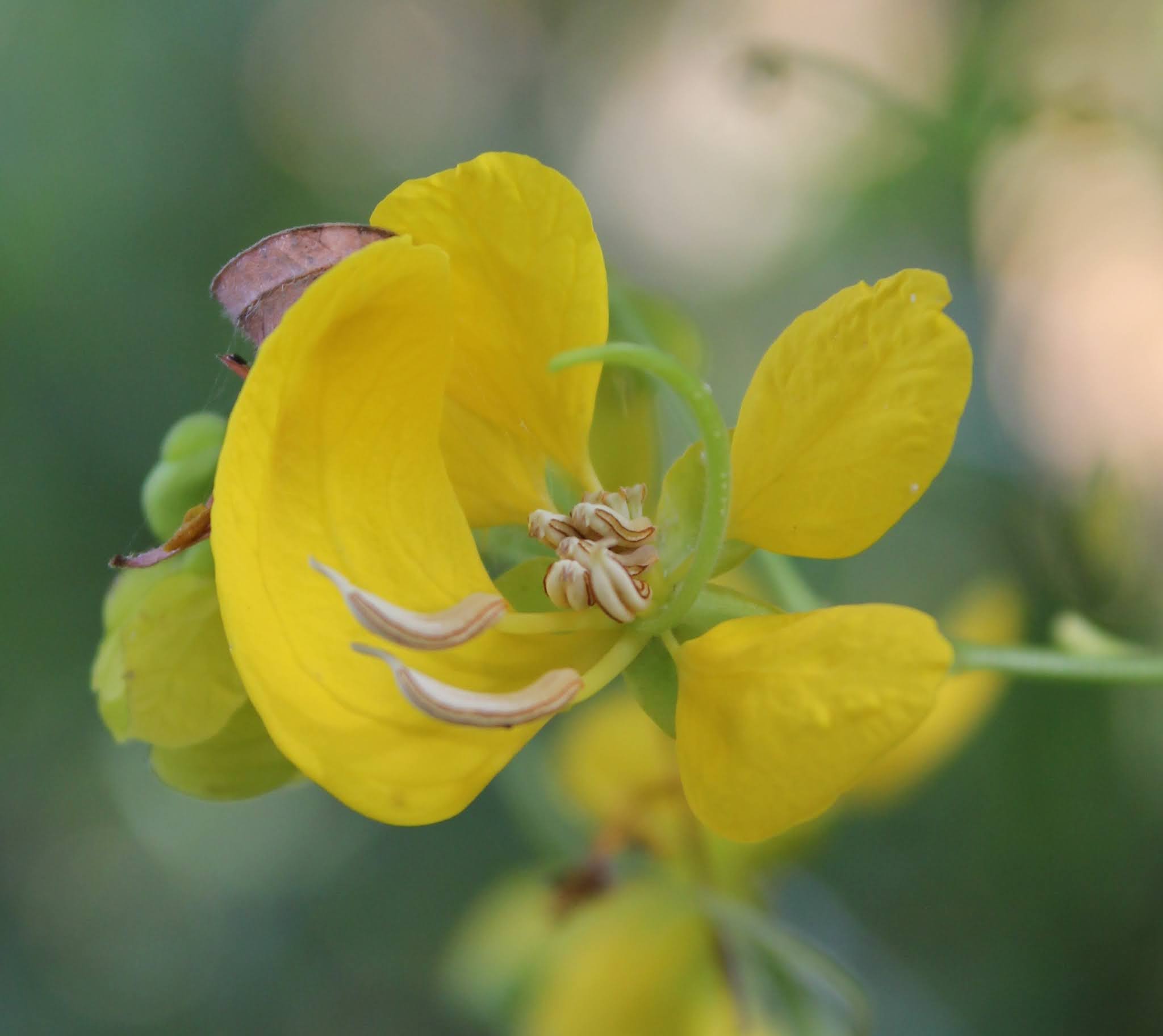 Fabaceae - Leguminosae no Brasil: Fabaceae - Senna multijuga (Rich.) H ...
