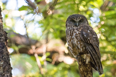 Variety of Life: Ninox novaeseelandiae