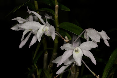 Dendrobium moniliforme care and culture | Travaldo's blog